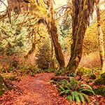 Cardamom Cedar Blossom – 15ml | Valley Blossoms